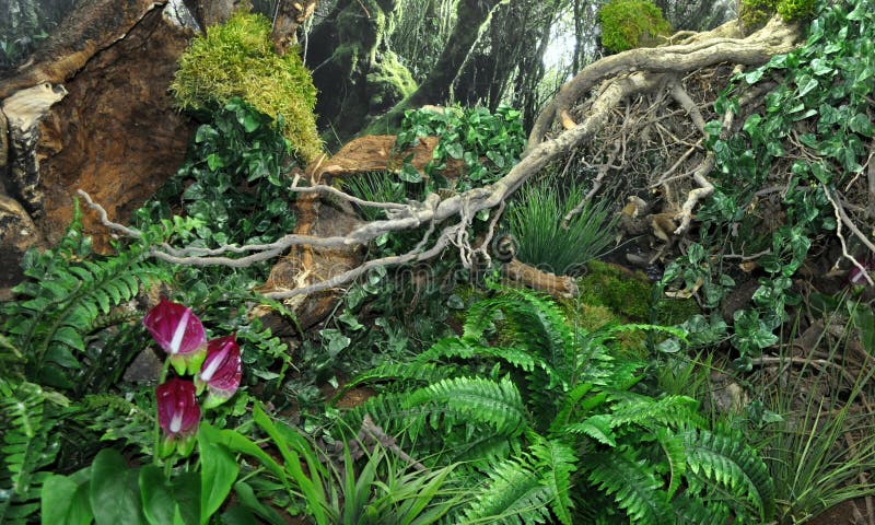 The Layout of the Terrarium Stock Image - Image of tree, vegetation ...