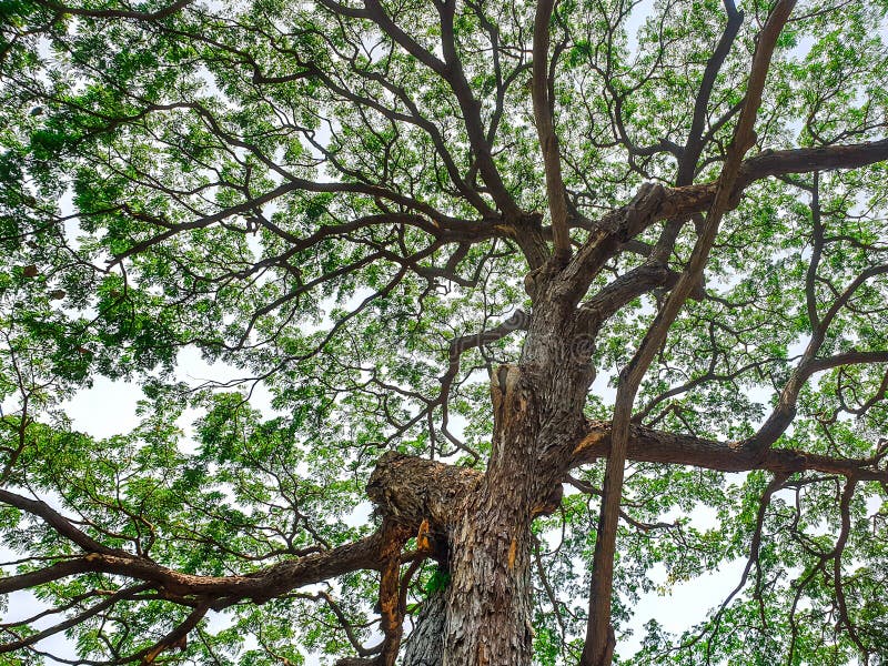 Layout of the tree stock photo. Image of bare, isolated - 158430112