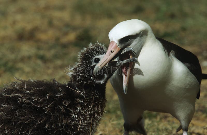 Laysan Albatross (Phoebastria Immutabilis) Feeding Nestling Stock Photo ...