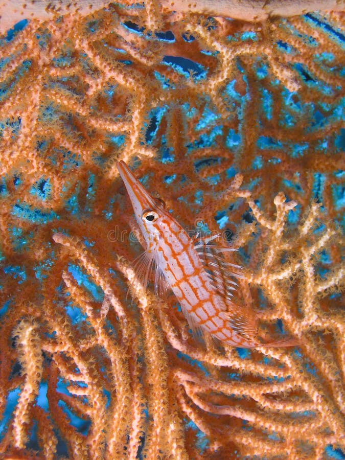 Blue Lined Chiton (Tonicella Undocaerulea) Stock Image - Image of ...