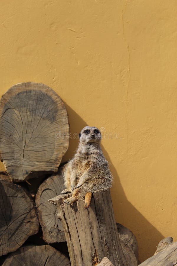 Laziest animal ever stock photo. Image of sculpture - 215180154