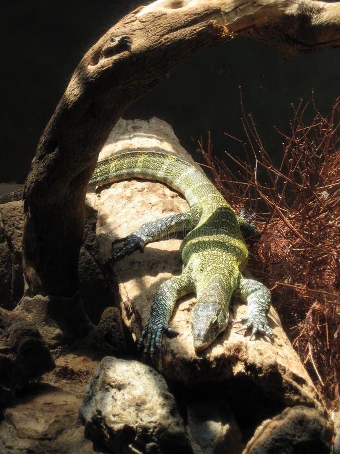 Lazing Lizard stock photo. Image of green, relax, lazy - 10781416