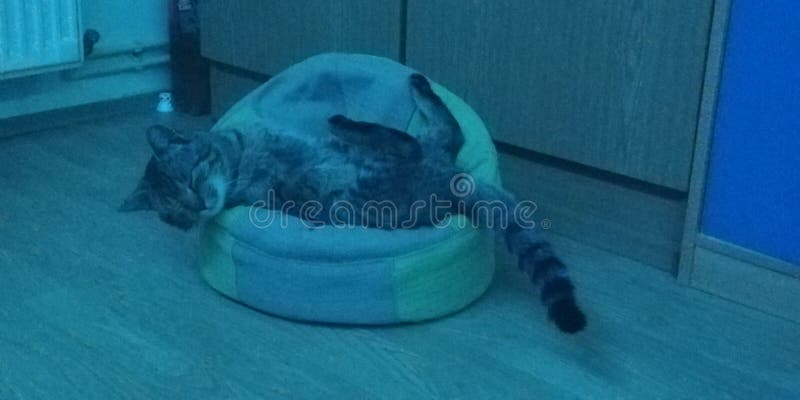 Lazy stock image. Image of night, lazy, sleep - 146480481