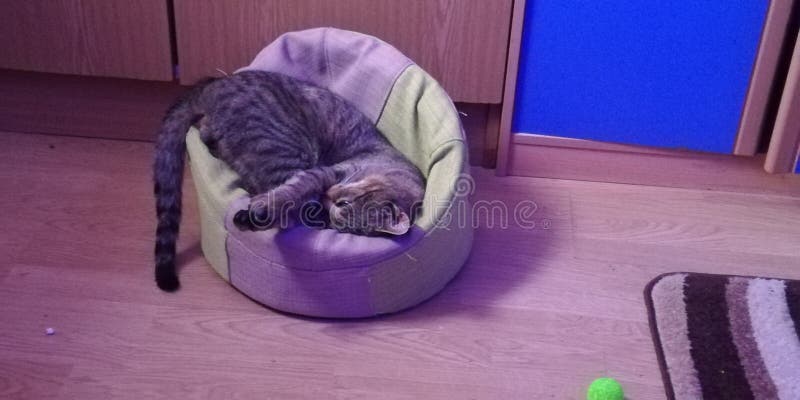 Lazy stock photo. Image of sleep, night, lazy - 146480506