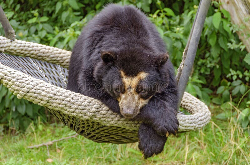 Lazy Andean bear stock image. Image of lazy, calmness - 169767249