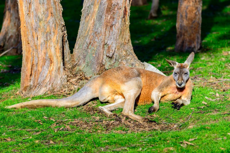 Lazy Kangaroo Having a Nap Under a Tree Stock Image - Image of lazy ...