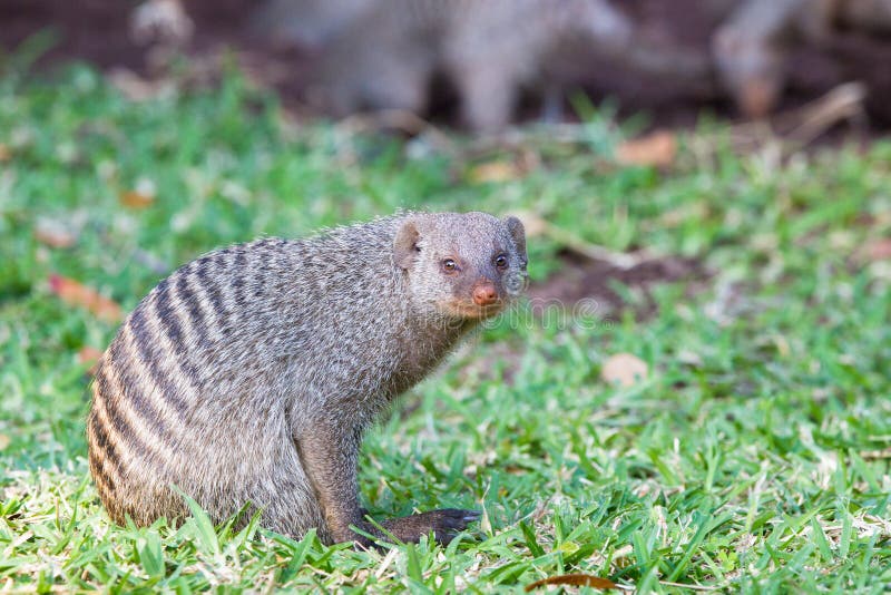 Lazy banded mongoose stock image. Image of africa, relaxing - 85665981