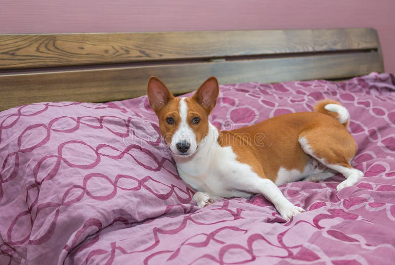 Lazy Basenji Dog on Its Own Bed Stock Image - Image of breed, lovely ...