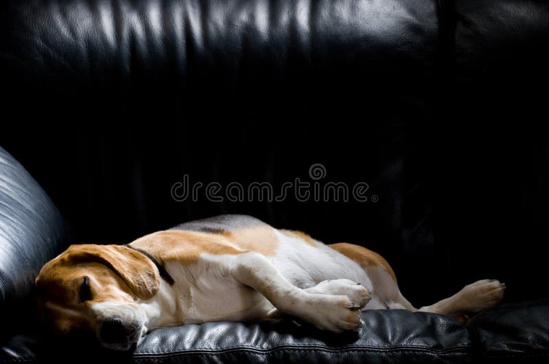 Lazy beagle stock image. Image of cute, adorable, sloth - 9212921