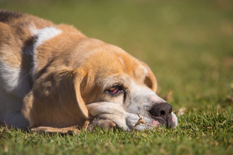 Lazy beagle stock photo. Image of head, eyes, exhausted - 32780842