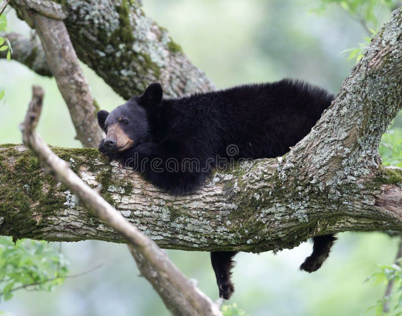 Lazy bear stock image. Image of close, green, dangerous - 24808763
