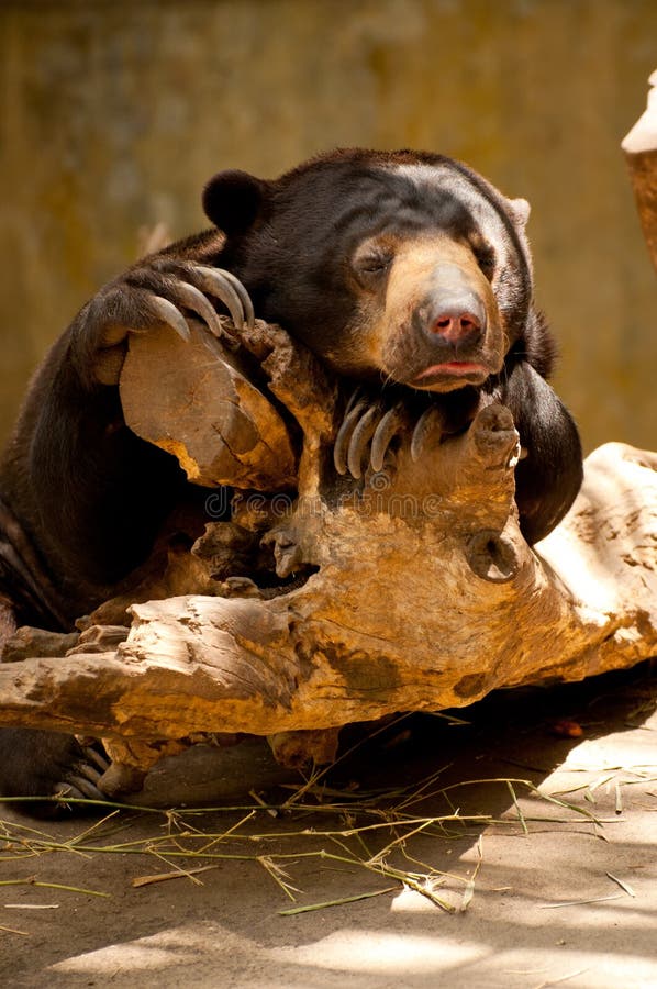 Lazy bear stock image. Image of animals, beast, face - 46600377