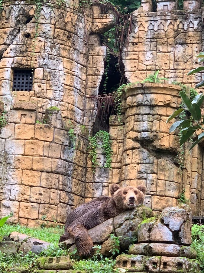 Lazy bear in the castle stock photo. Image of monument - 293618002