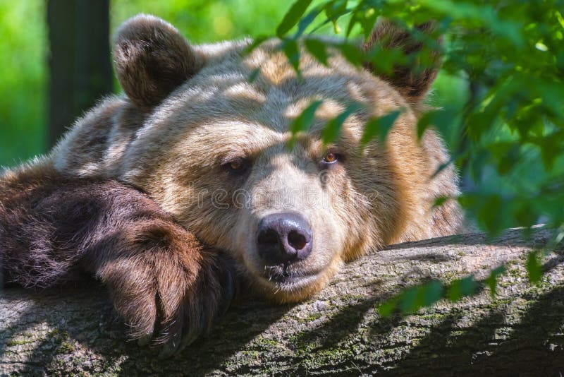 Lazy Bear stock image. Image of head, green, europe, lazy - 77285253