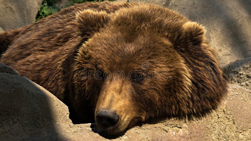 Lazy bear stock image. Image of animals, beast, face - 46600377