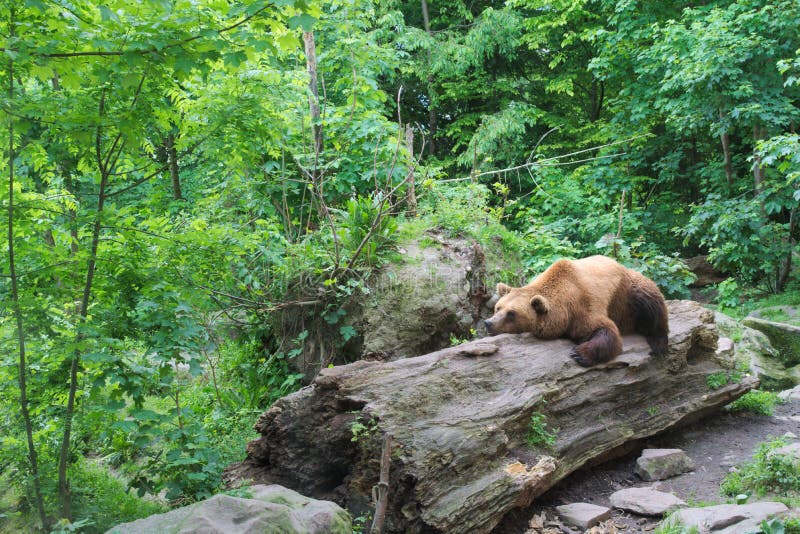 Lazy Bear stock image. Image of lies, wildlife, body - 99901321