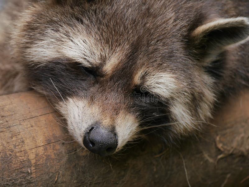 516 Lazy Raccoon Stock Photos - Free & Royalty-Free Stock Photos from ...