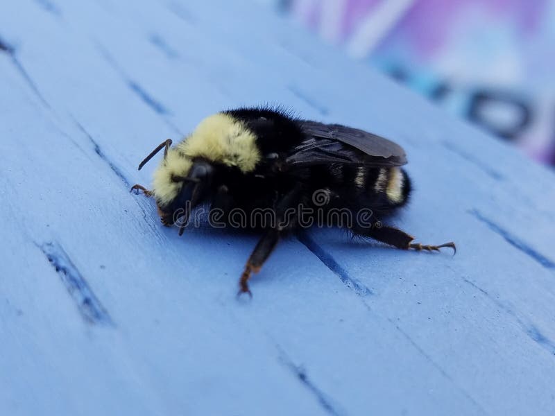 Lazy Bee stock image. Image of blue, bumblebee, wood - 121106359