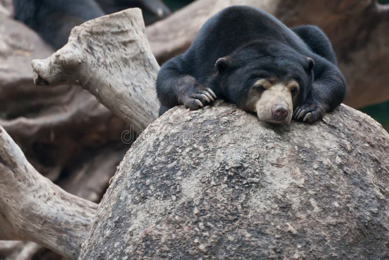 Lazy black bear stock image. Image of animal, tree, relax - 24790775