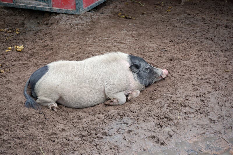 Lazy Pig Stock Photos - Download 539 Royalty Free Photos