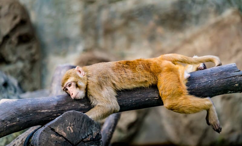 Brown Monkey Lying on Branch Stock Image - Image of park, white: 105215859