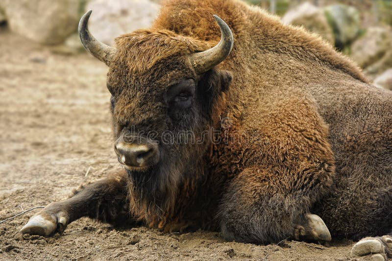 Lazy buffalo taking a rest stock photo. Image of wildlife - 180187634