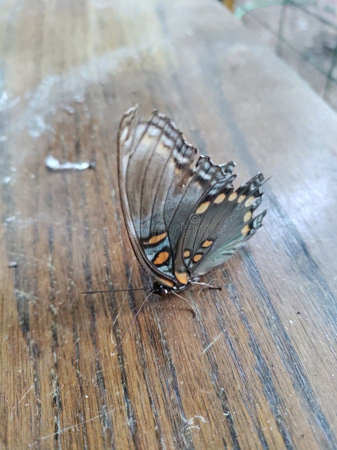 Lazy butterfly stock photo. Image of butterfly, insects - 232861822