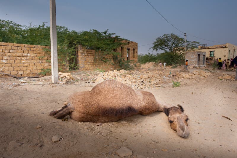 The lazy camel editorial photography. Image of camels - 19603572