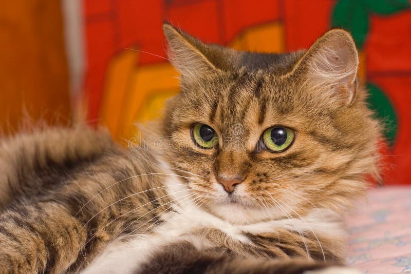 Lazy cat stock image. Image of cute, pretty, eyed, look - 21681331