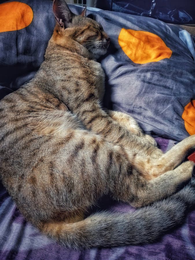 The lazy cat stock photo. Image of indoors, lazy, animal - 277594554