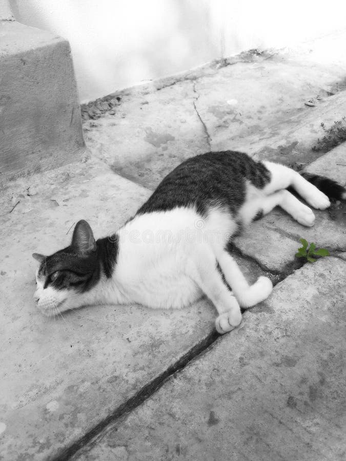 Lazy cat stock photo. Image of sleeping, cute, lazy, animal - 48484526