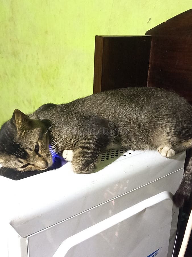 Lazy Cat Cute Overthinking Wallpaper Stock Photo - Image of lazy ...