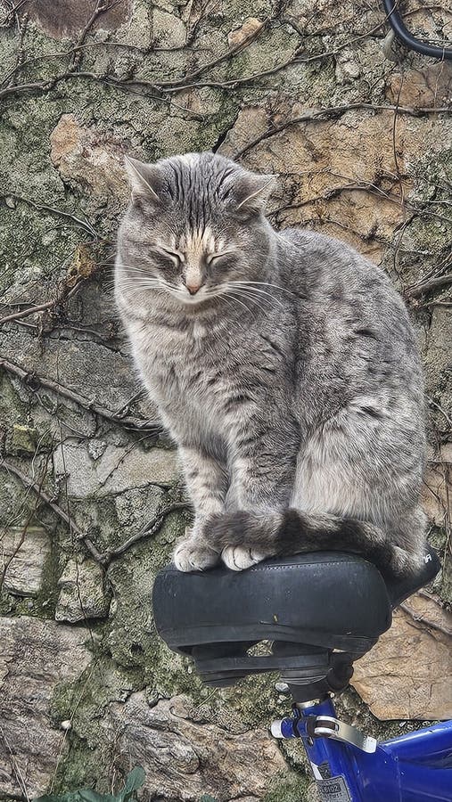 A Lazy Cat Doing Yoga on Cycle Stock Image - Image of lazy, yoga: 311722467