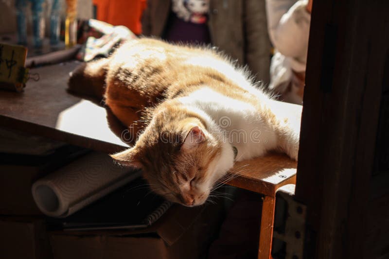 Lazy Cat Enjoying the Sunshine Stock Photo - Image of enjoying, lazy ...