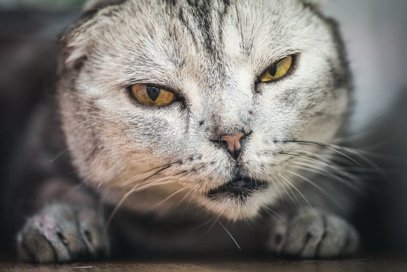 Lazy cat sleepy stock image. Image of looking, lazy - 119779569