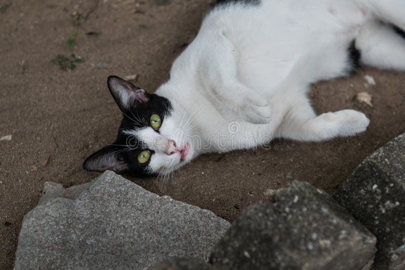 Lazy Cat Lying on the Ground Stock Image - Image of eyes, sleep: 132601393