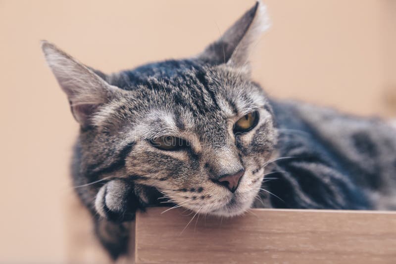 Lazy Cat, Relaxed Cat on a Table Stock Photo - Image of indoor, lazy ...