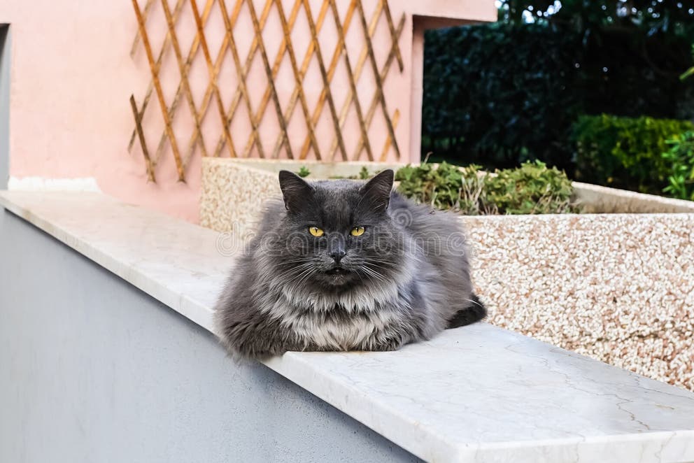Lazy cat sat on a wall stock photo. Image of single - 305870790