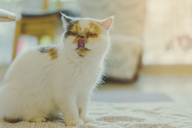 The Lazy Cat is Sitting Lazily Stock Image - Image of hair, look: 157983155