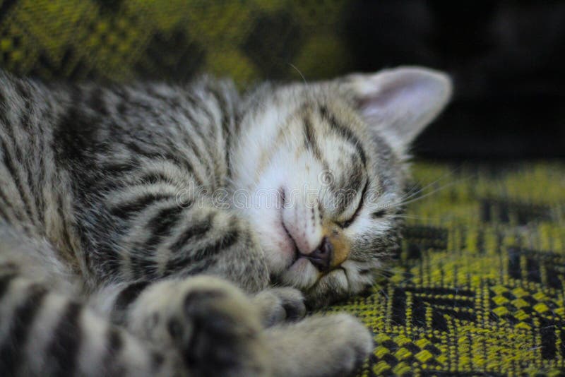 Lazy cat sleep stock image. Image of friend, creature - 183126511