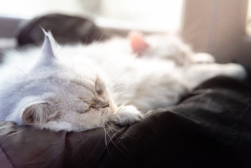 Lazy cat sleeping stock image. Image of cozy, charming - 187890007