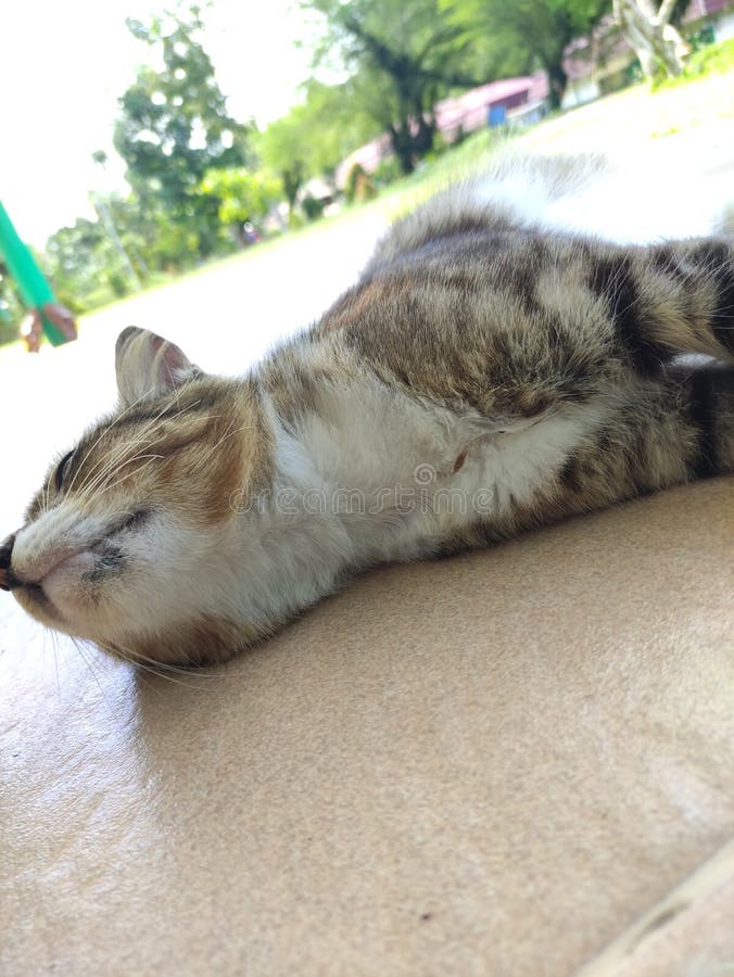 A Lazy Cat Sleeping in the Front Yard Stock Photo - Image of mammal ...
