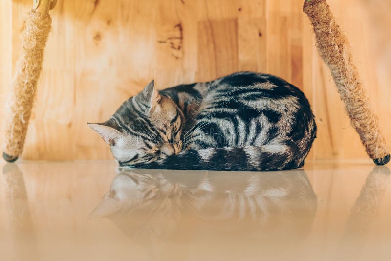 The Lazy Cat is Sleeping Lazily Stock Image - Image of look, lazy ...