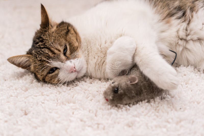Lazy Cat Sleeping with Mouse Stock Photo - Image of kitten, relax ...