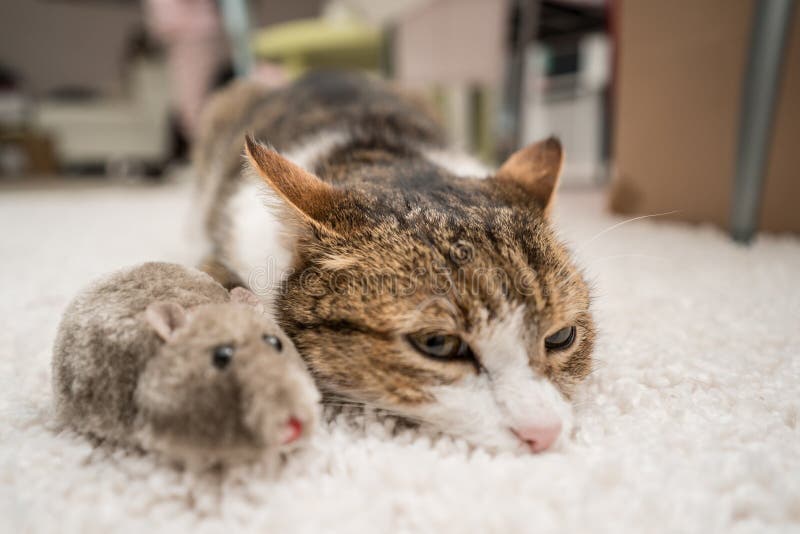 Lazy Cat Sleeping with Mouse Stock Image - Image of funny, mirror ...
