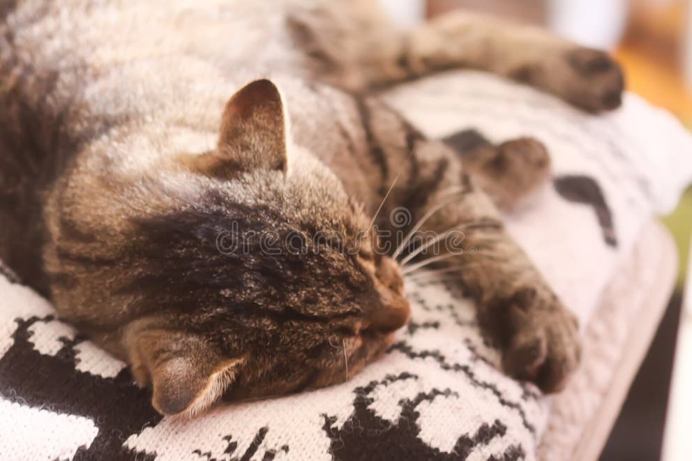 Lazy Cat Sleeping on a Sofa at Home Stock Photo - Image of kitten, cats ...