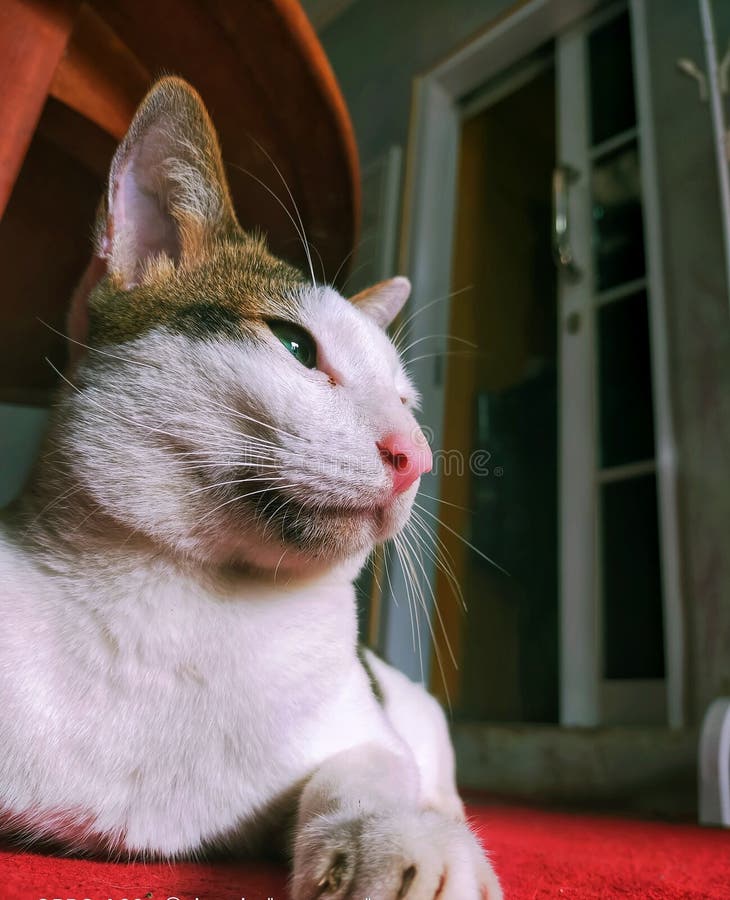 Lazy Cat while Waiting Food Stock Image - Image of nose, food: 219090289