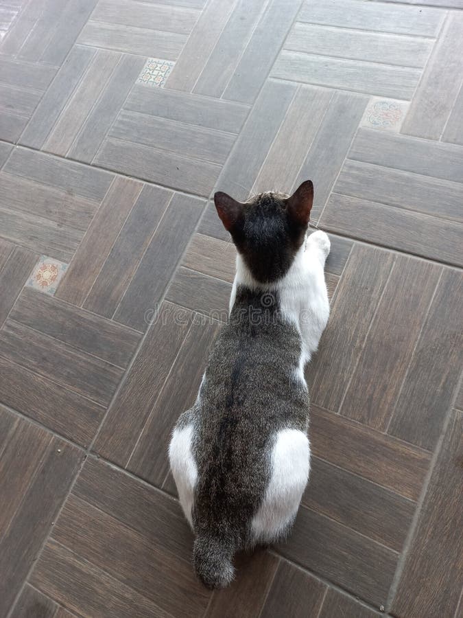 The Lazy Cats Enjoy the Weather Stock Photo - Image of lazy, weather ...