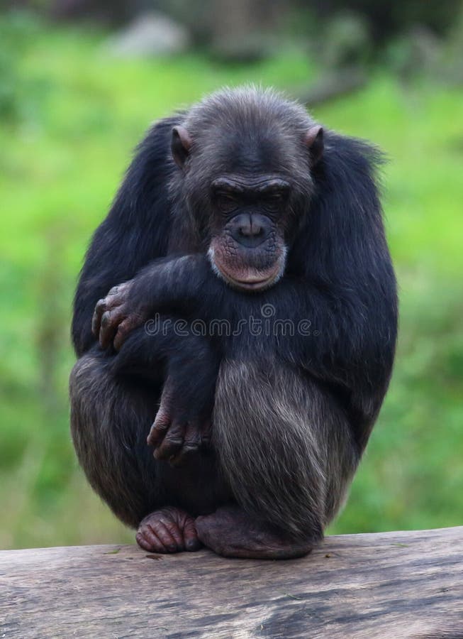 Two chimpanzees stock image. Image of hungry, tired, child - 61704269