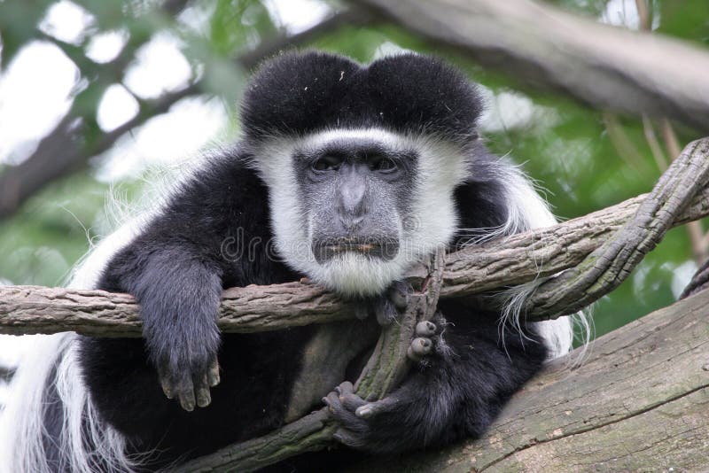 Lazy Colobus Monkey stock image. Image of resting, wild - 526501